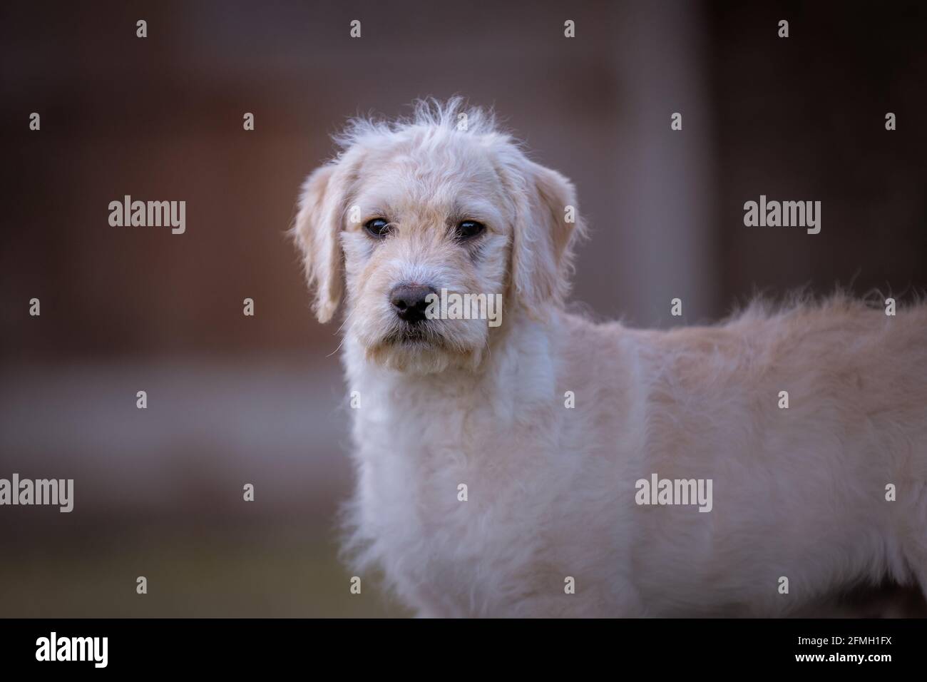 Scruffy pup hi-res stock photography and images - Alamy