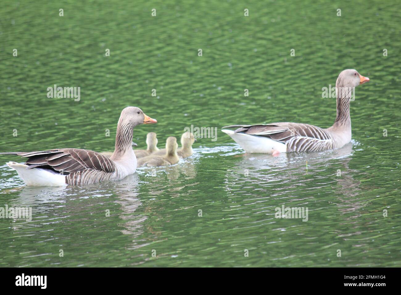 Greylag geese in citypark Staddijk in Nijmegen, the Netherlands Stock ...