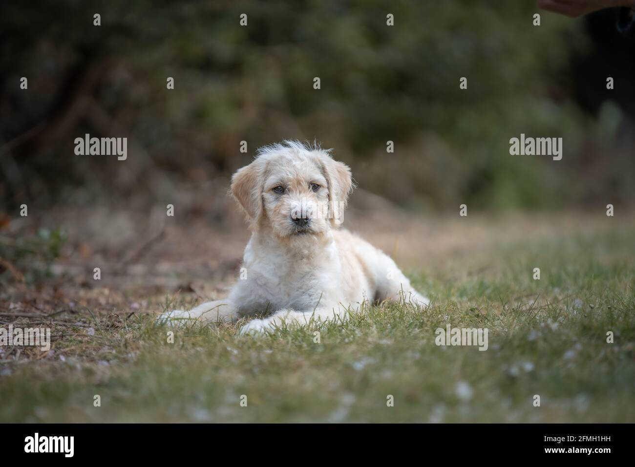 Scruffy pup hi-res stock photography and images - Alamy