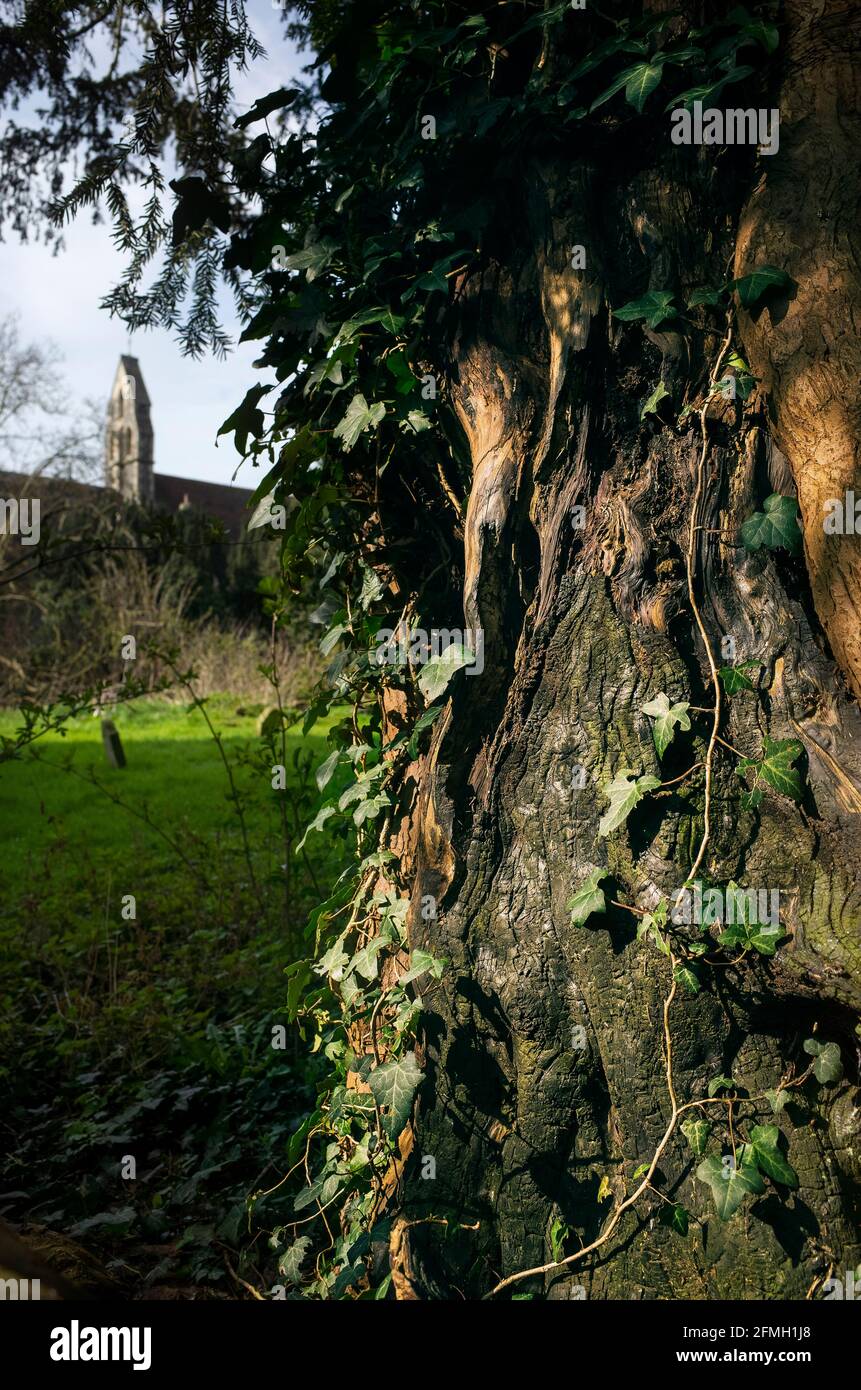Ivy growth on a tree in the churchyard of St Gregory The Great ...