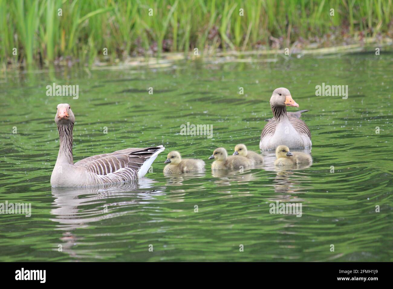 Largest grey geese hi-res stock photography and images - Alamy
