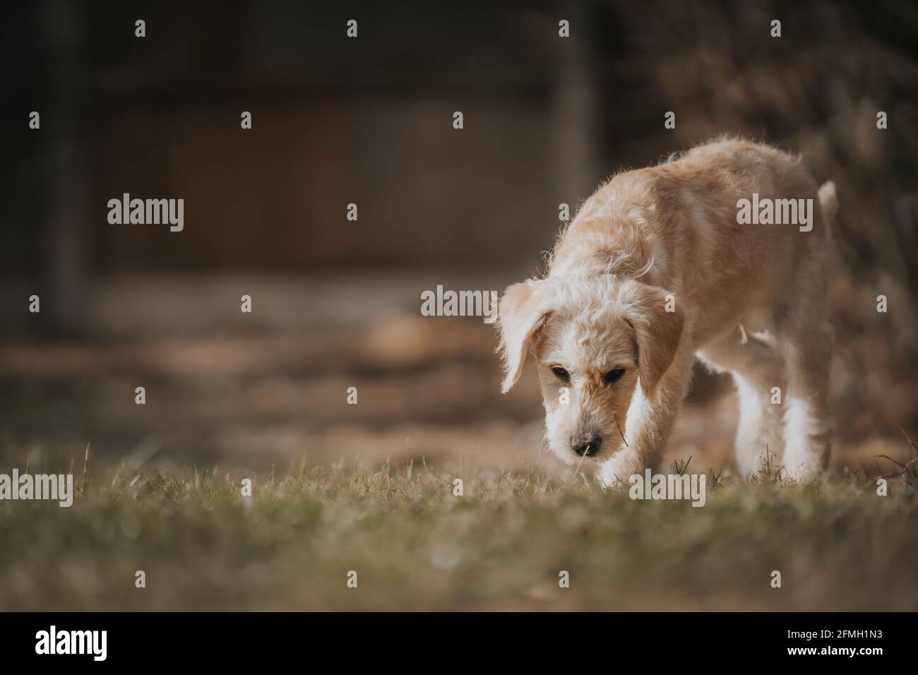 Cute Labradoodle Labrador Poodle cross puppy Stock Photo - Alamy