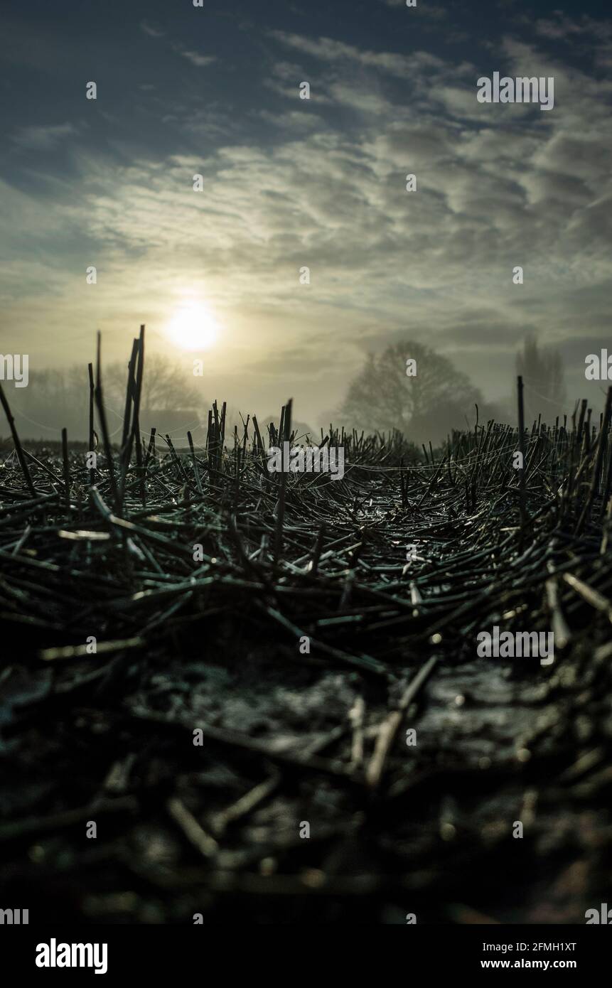 Early winter morning wet and frosty fields in Upstreet Kent England UK ...