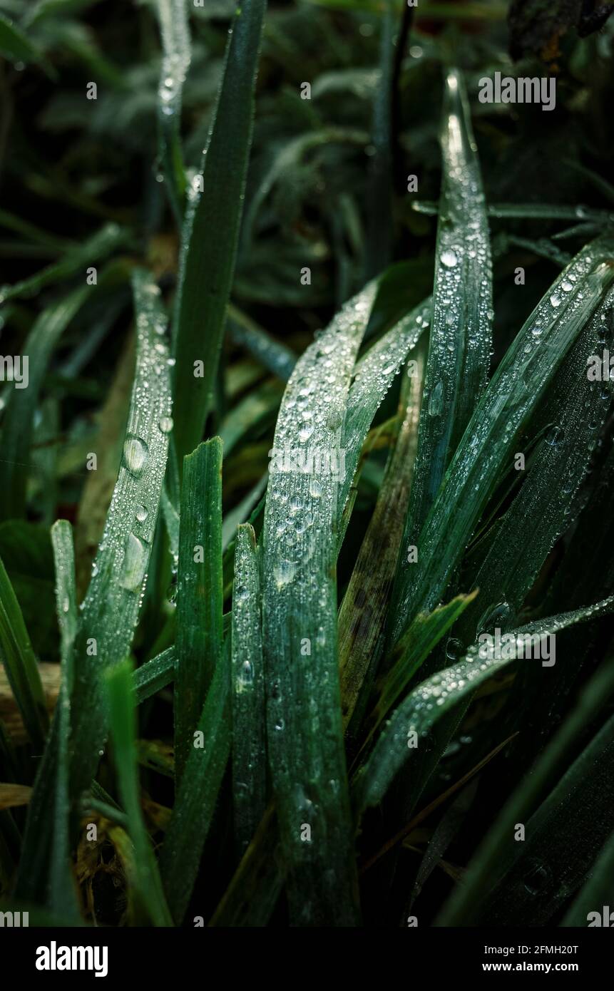 Damp grasses hi-res stock photography and images - Alamy