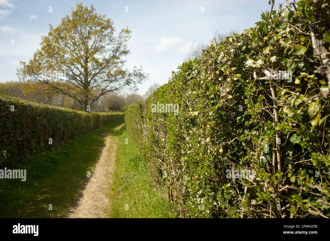 Birds nests in hedge uk hi-res stock photography and images - Alamy