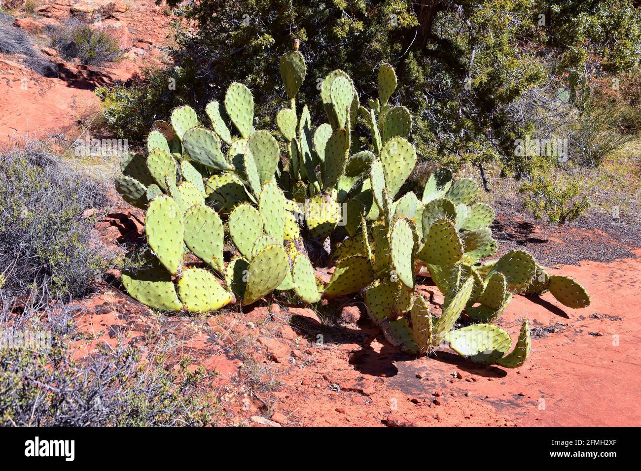 Prickly pear cactus, Opuntia ficus-indica, Cliffs National Conservation ...