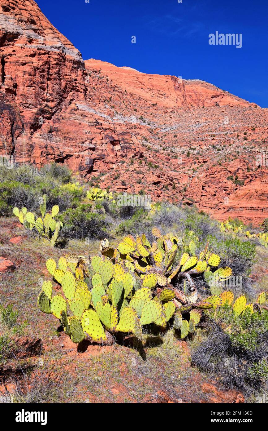 Prickly pear cactus, Opuntia ficus-indica, Cliffs National Conservation ...