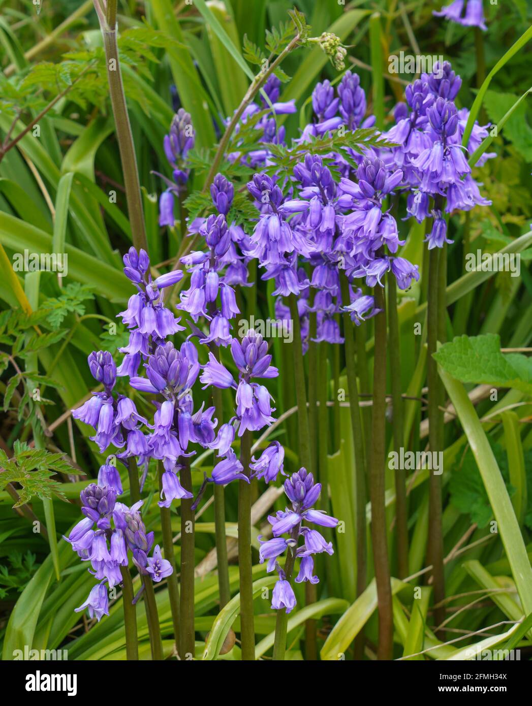English bluebells coming in to bloom Stock Photo - Alamy