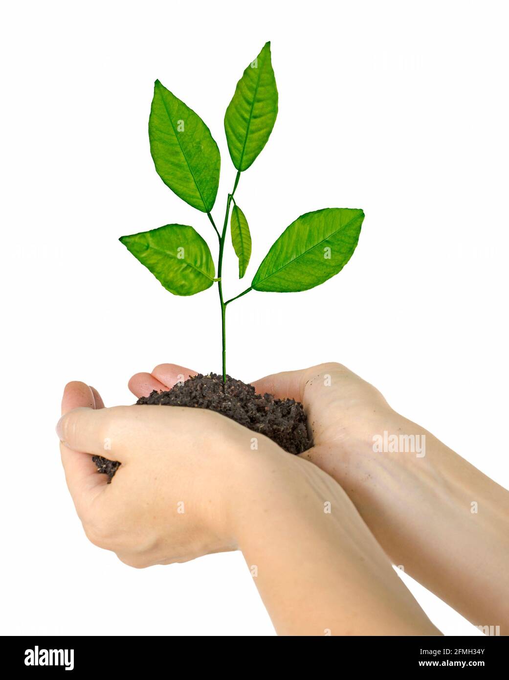 Tree growing from soil in hand Stock Photo - Alamy