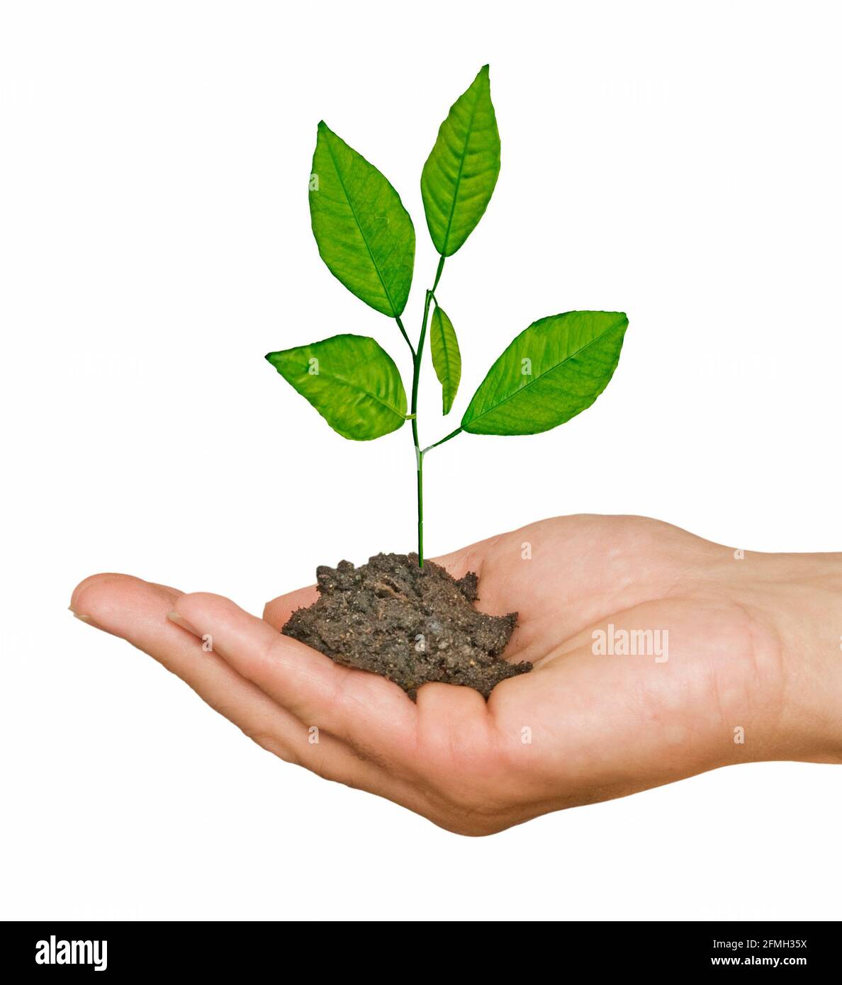 Tree growing from soil in hand Stock Photo - Alamy