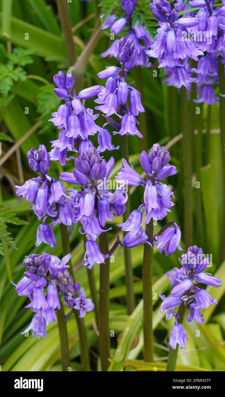 English bluebells coming in to bloom Stock Photo - Alamy