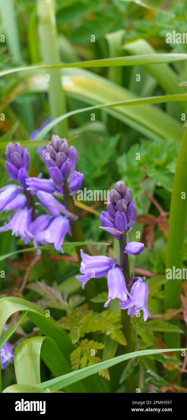 Native english plant hi-res stock photography and images - Alamy