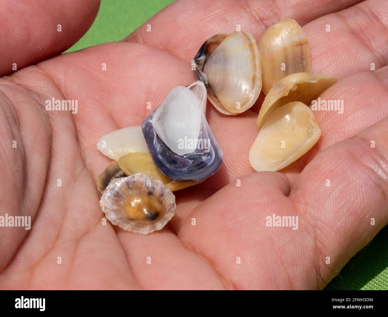 Group of seashells on the people hand Stock Photo - Alamy