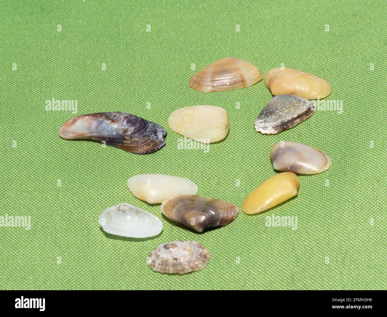Group of seashells isolated on a green background Stock Photo - Alamy