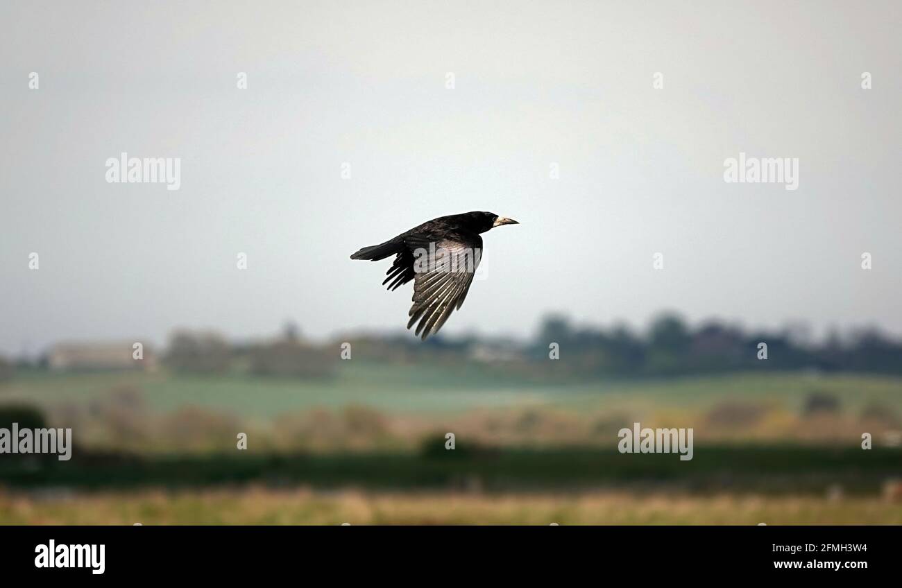 A gorgeous shot of a majestic rook flying over a grassy field with a ...