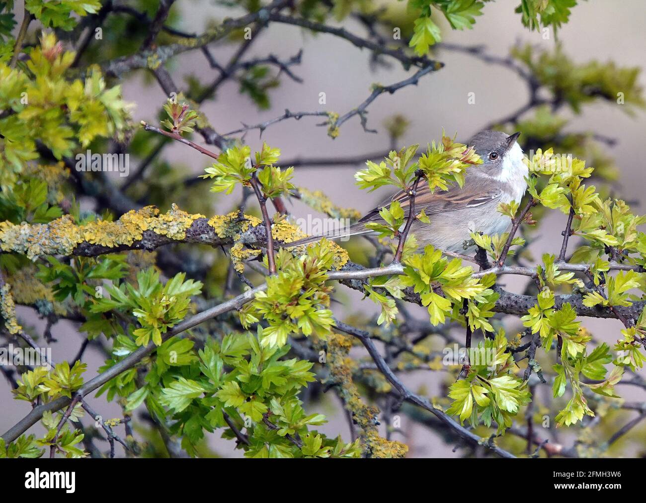 A cute chubby songbird standing on a thin tree branch with leafy twigs ...