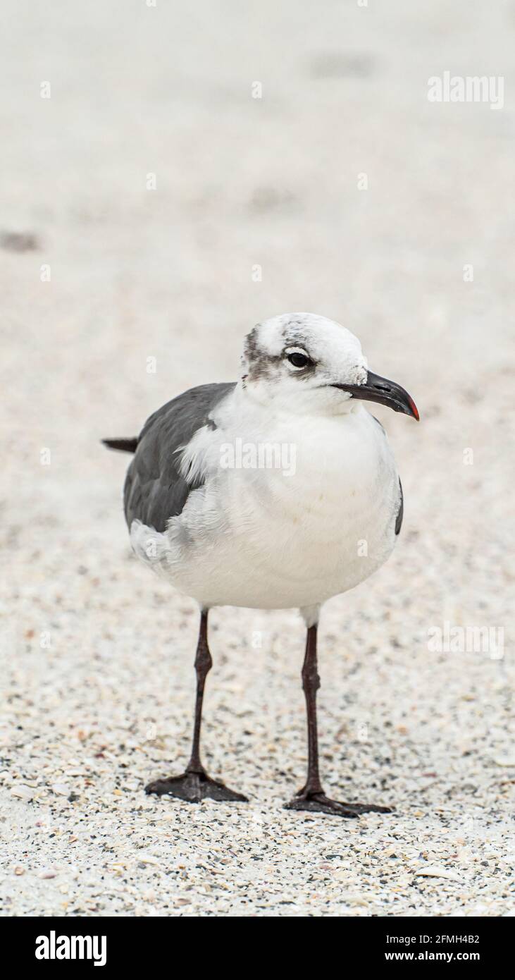 Gulf coast laughing gull hi-res stock photography and images - Alamy