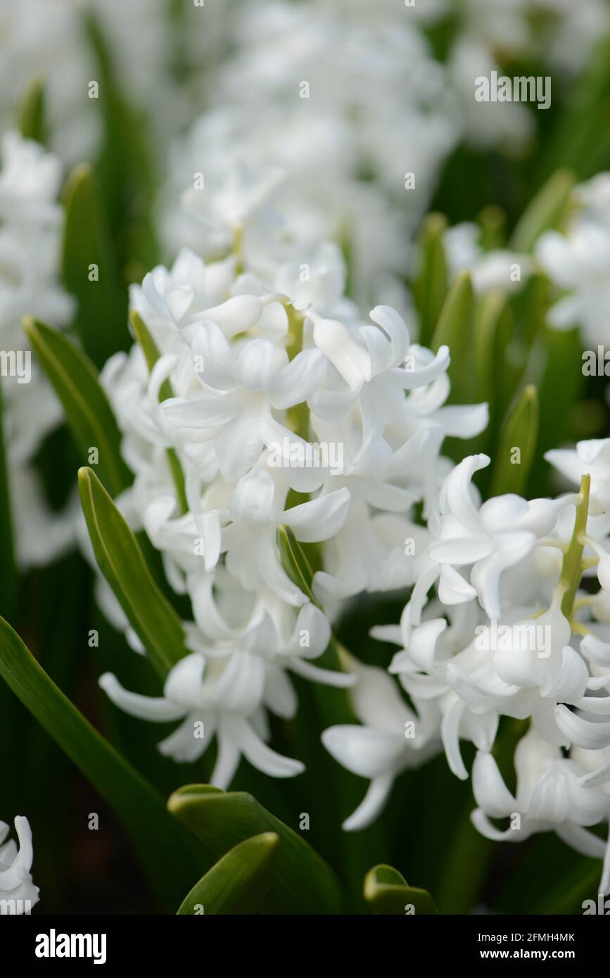 Hyacinth aiolos hi-res stock photography and images - Alamy
