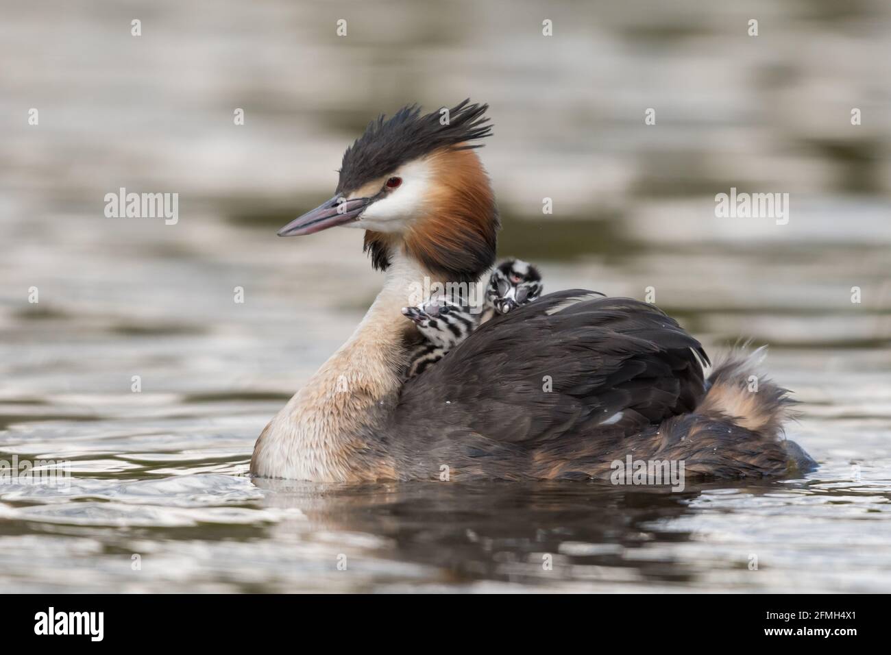 Great crested grebe (Podiceps cristatus) swims in natural habitat with ...