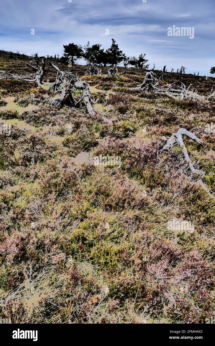 Dramatic landscape with dead trees, filtered view, Crêt de la Perdrix ...