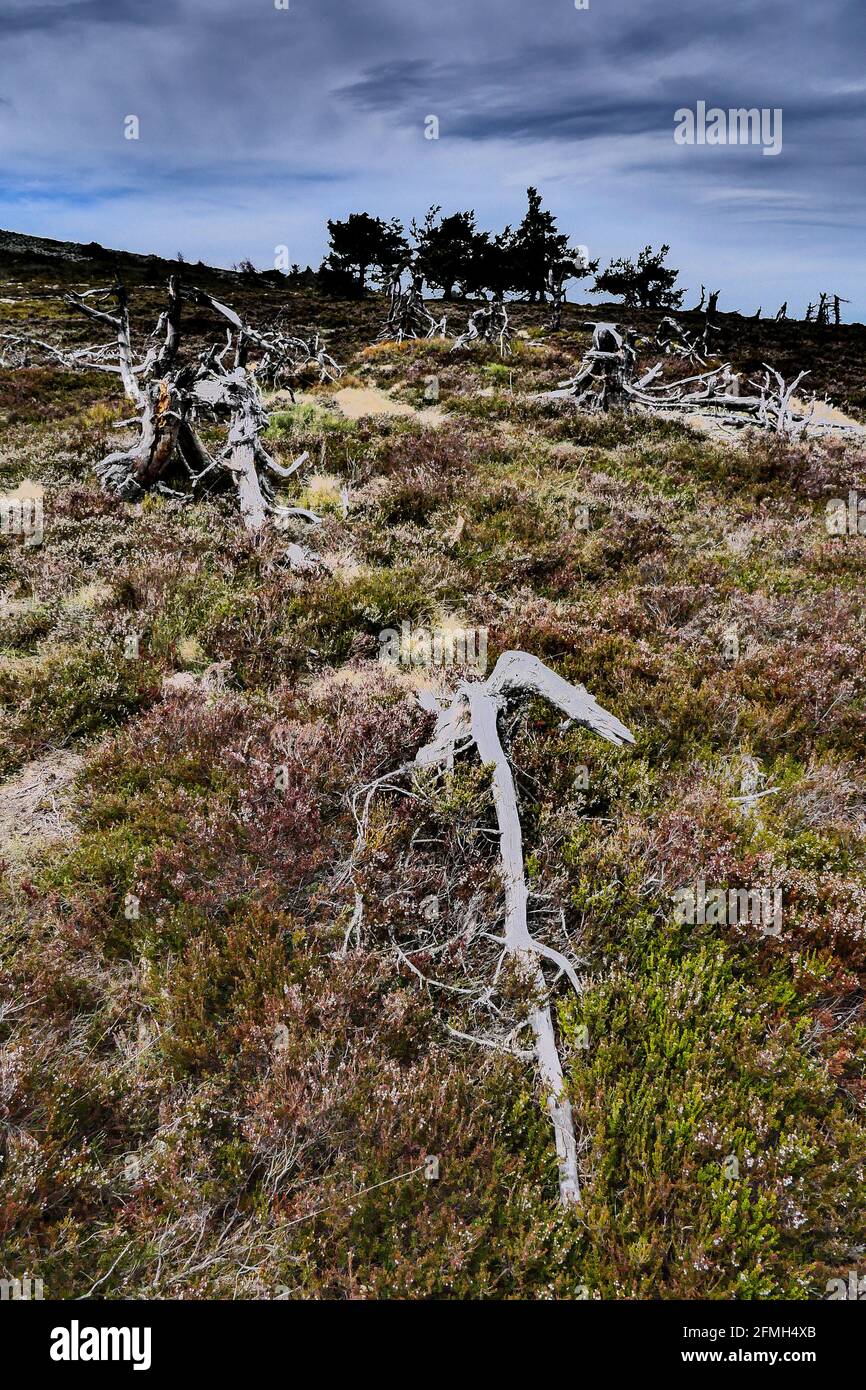 Dramatic landscape with dead trees, filtered view, Crêt de la Perdrix ...