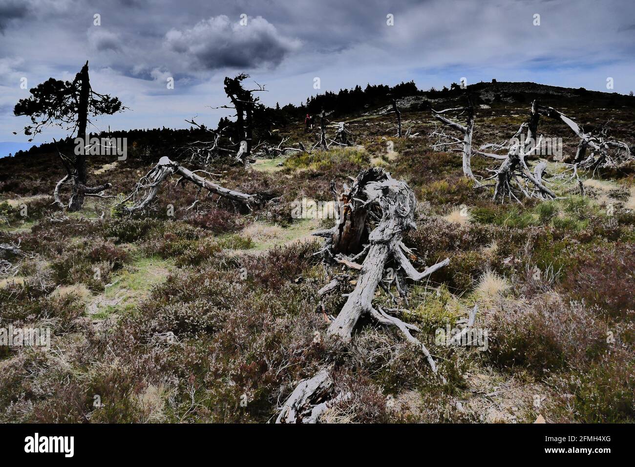 Dramatic landscape with dead trees, filtered view, Crêt de la Perdrix ...
