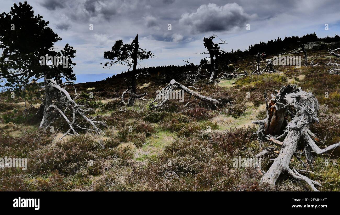Dramatic landscape with dead trees, filtered view, Crêt de la Perdrix ...