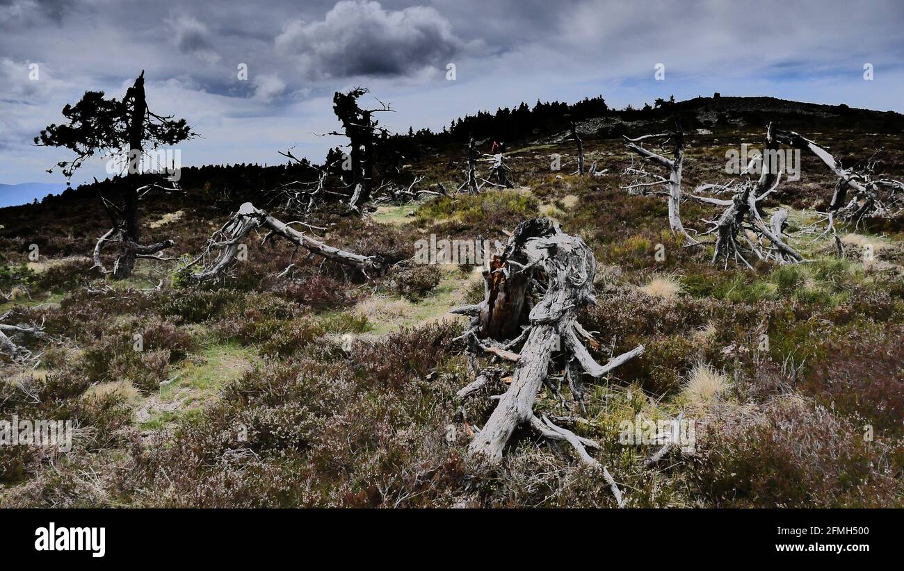 Dramatic landscape with dead trees, filtered view, Crêt de la Perdrix ...