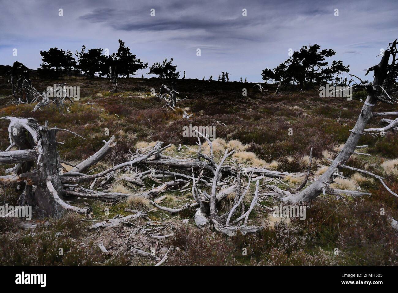 Dramatic landscape with dead trees, filtered view, Crêt de la Perdrix ...
