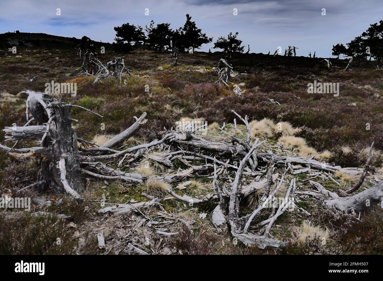 Dramatic landscape with dead trees, filtered view, Crêt de la Perdrix ...