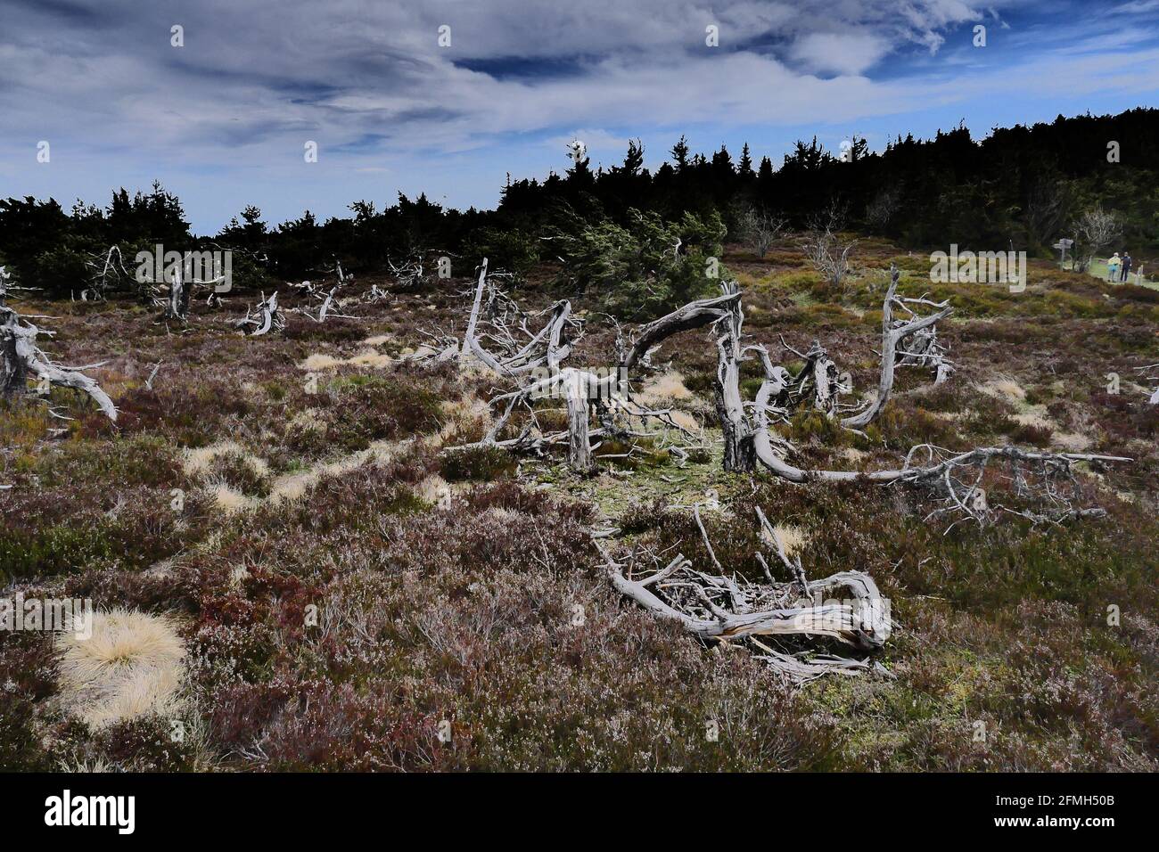 Dramatic landscape with dead trees, filtered view, Crêt de la Perdrix ...