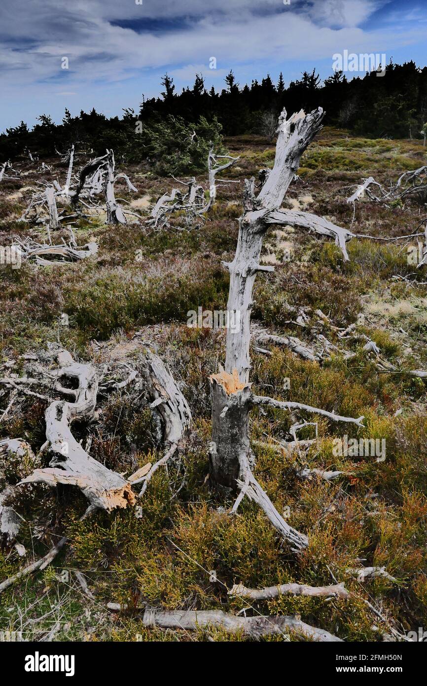 Dramatic landscape with dead trees, filtered view, Crêt de la Perdrix ...