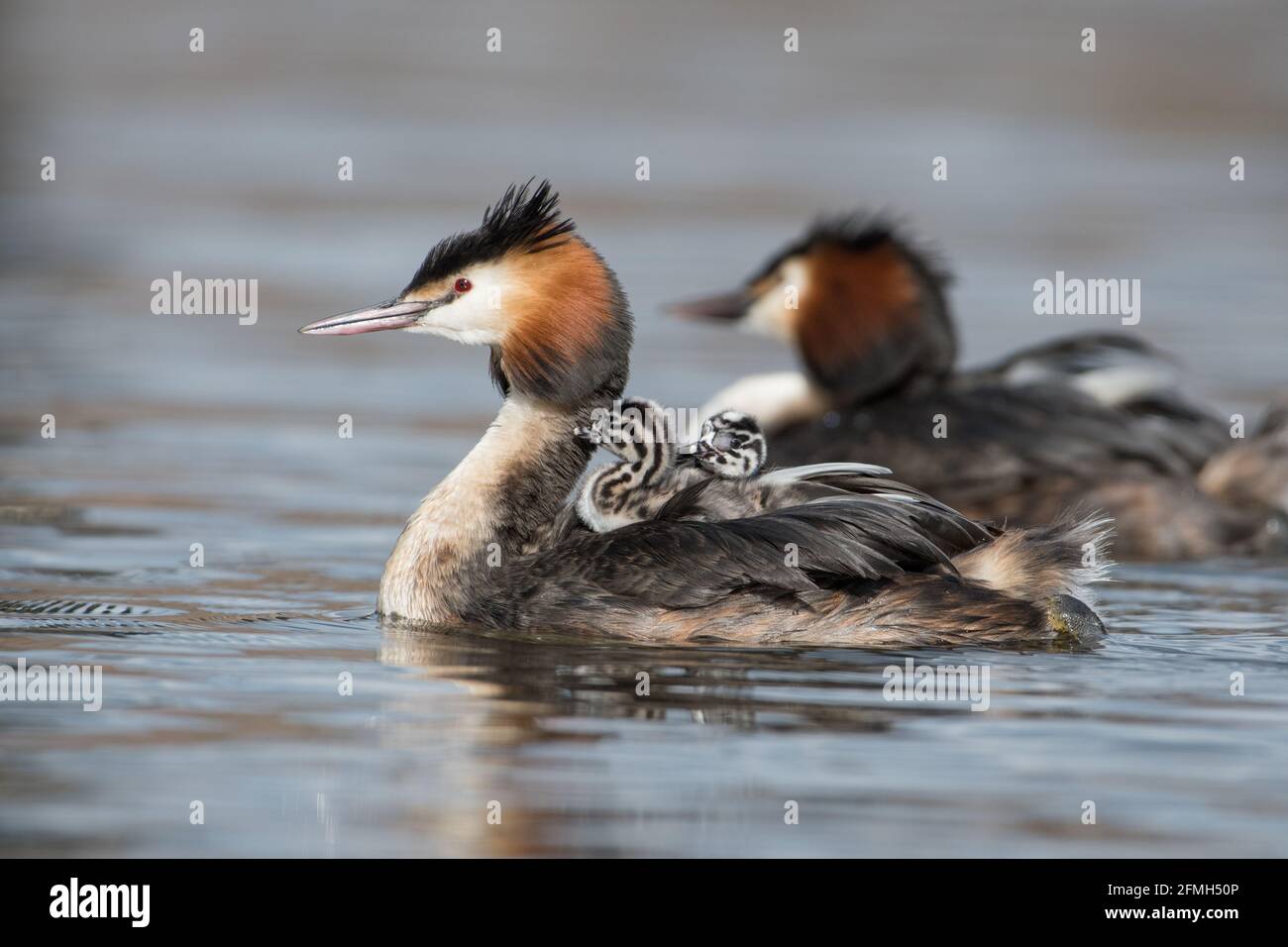 Great crested grebe (Podiceps cristatus) swims in natural habitat with ...
