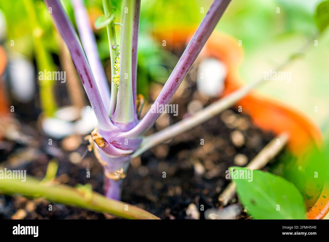 Closeup macro of kohlrabi purple cabbage plant growing with young stem ...