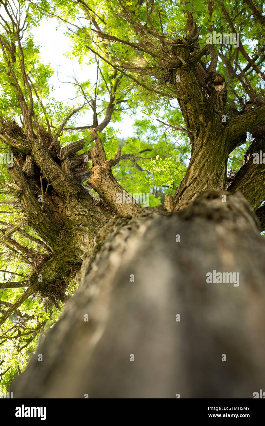 (Selective focus) Stunning view of an Acacia tree with the defocused ...