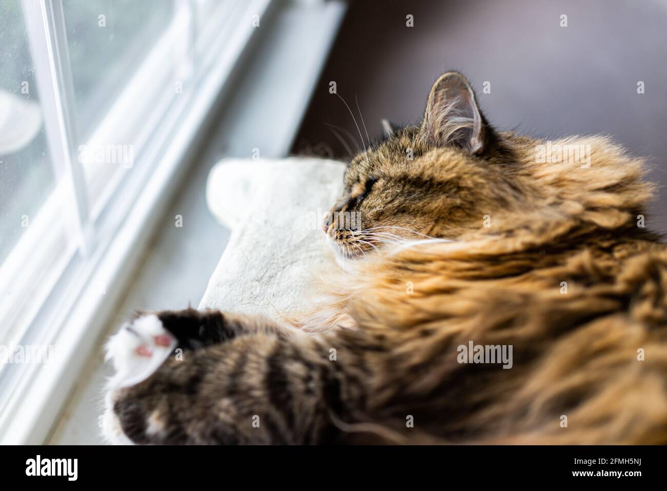 Calico sad maine coon cat face lying down on chair by window sleeping ...