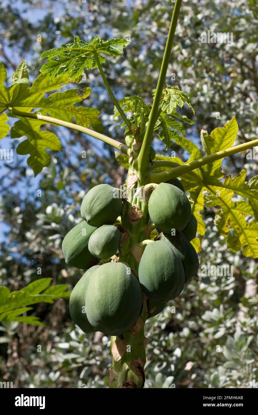Fresh Papaya growing on a tree in the tropics Stock Photo - Alamy