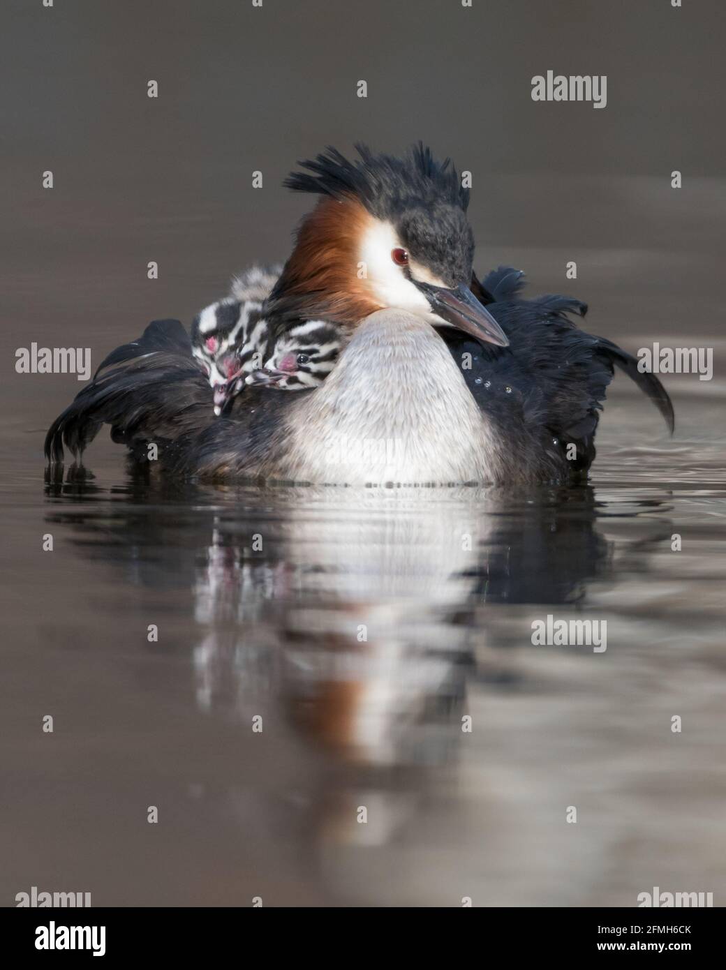Great crested grebe (Podiceps cristatus) swims in natural habitat with ...