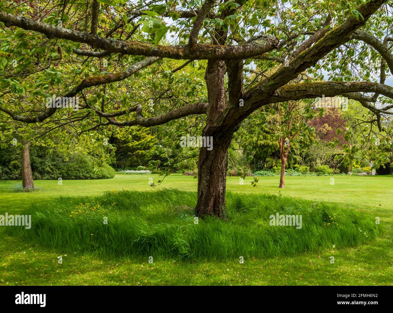 Tree surrounded by uncut grass in spring. The tall grass attracts ...