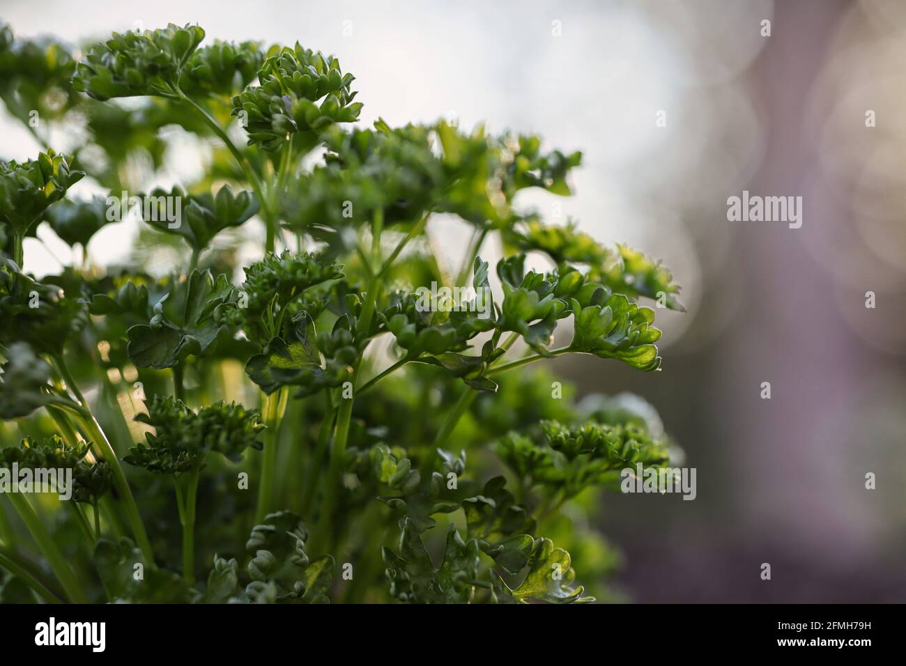Curly parsley hi-res stock photography and images - Alamy