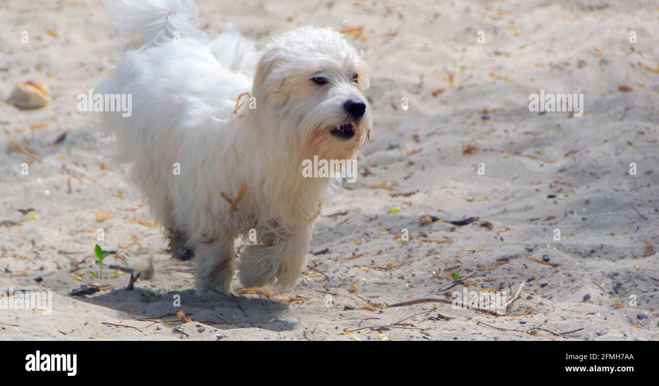 Playful little white dog, Coton de Tulear - image Stock Photo - Alamy