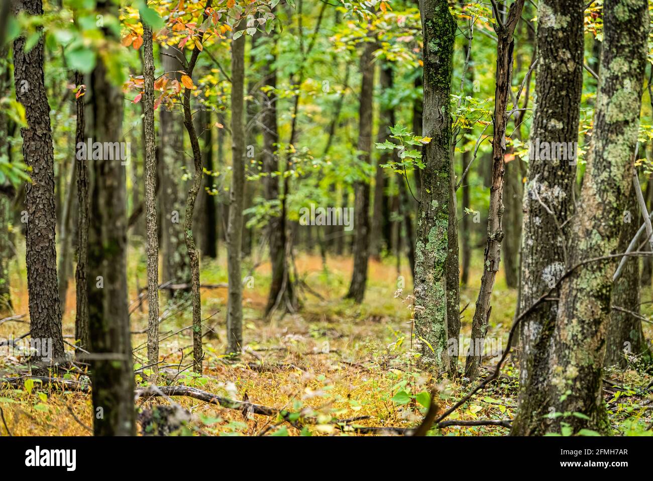 Dolly Sods, West Virginia autumn fall green tree forest with bokeh ...