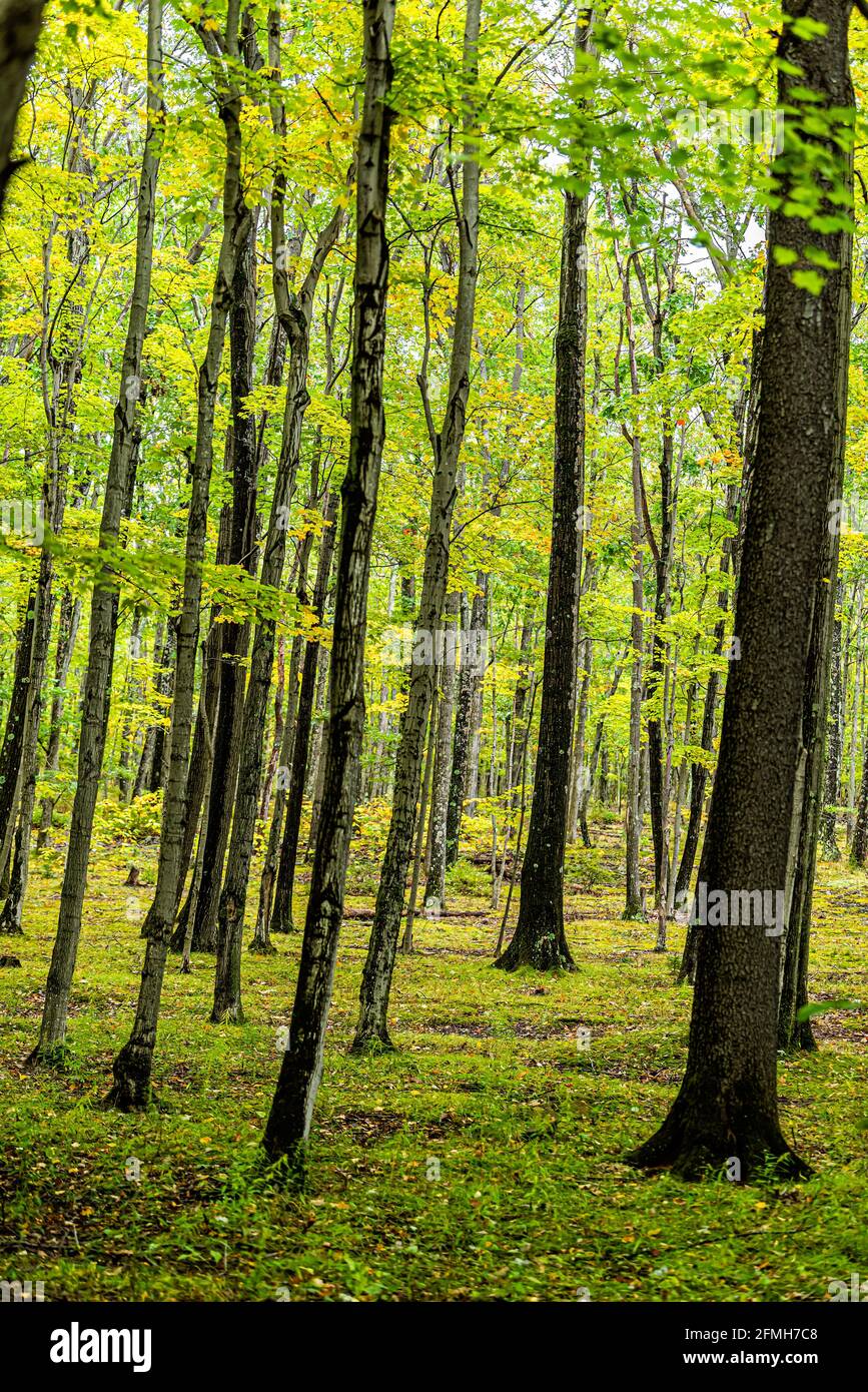 Dolly Sods, West Virginia vertical view of fall green trees forest with ...