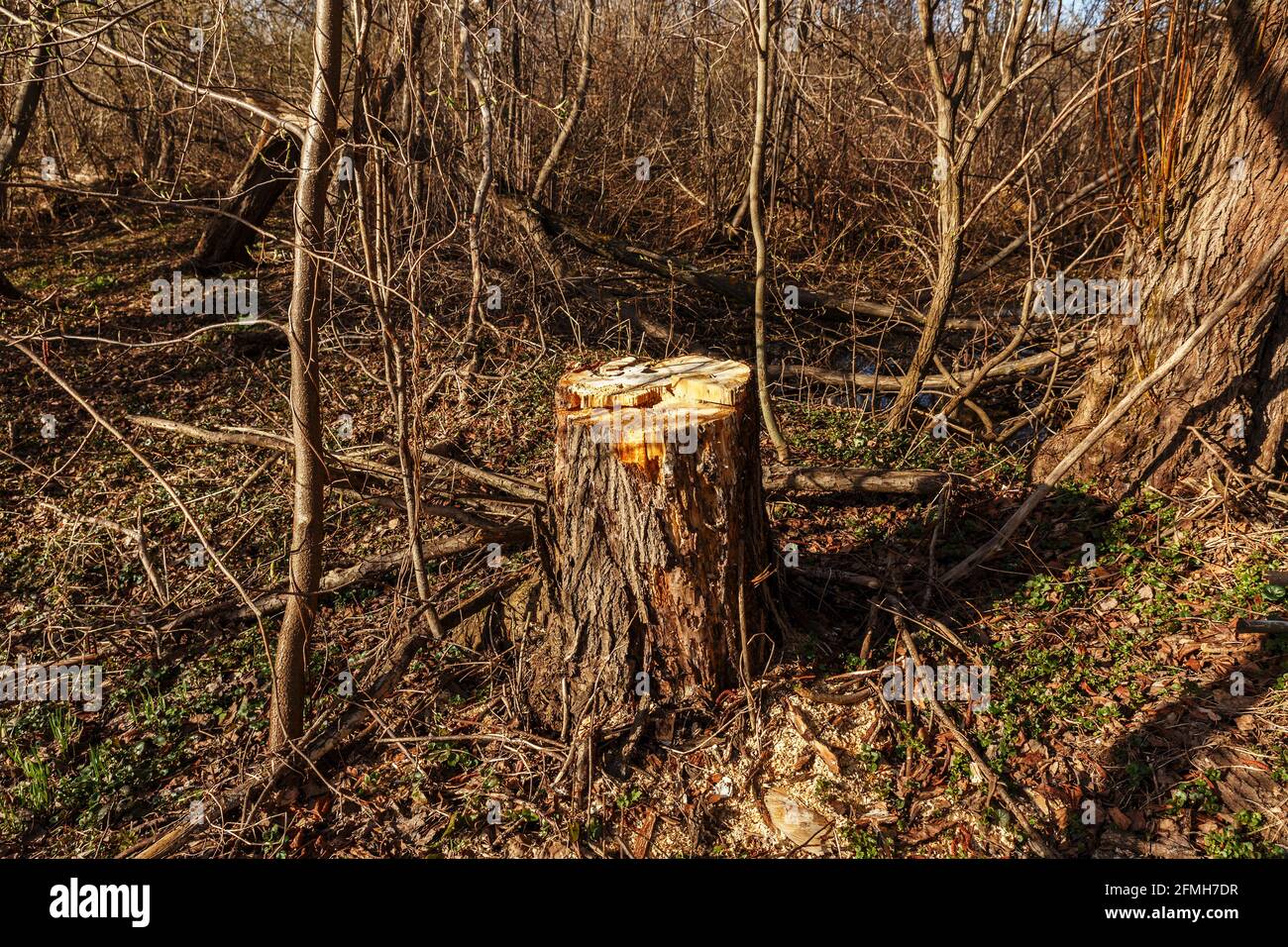 Rotten tree stump in the forest. The old tree has been cut down Stock ...