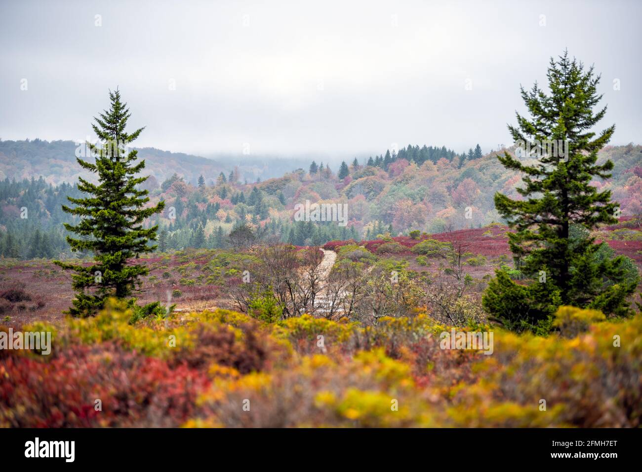 Colorful red huckleberry bushes leaves foliage in autumn fall in Bear ...