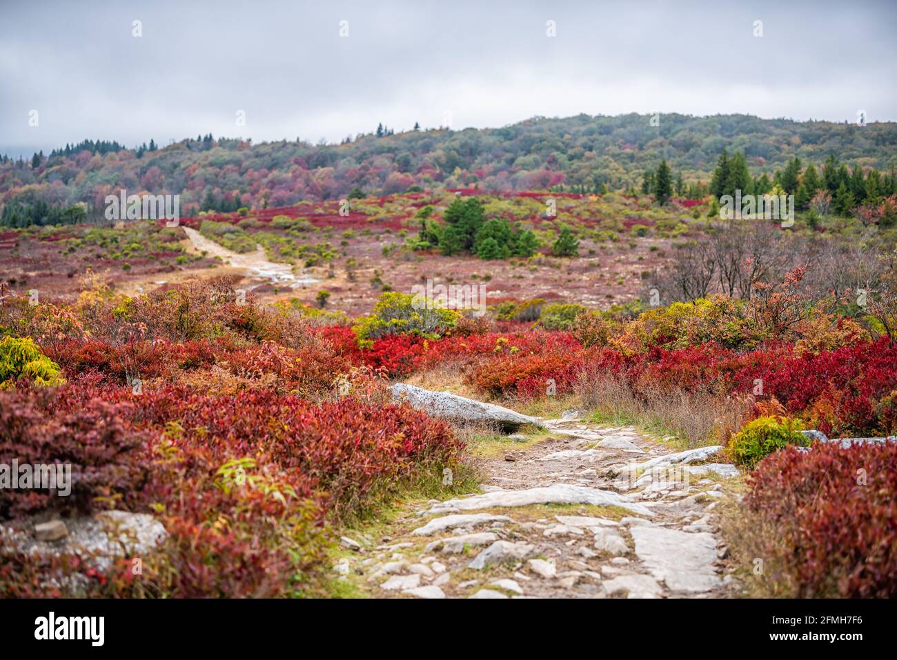 Colorful red huckleberry bushes foliage in autumn fall in Bear Rocks ...