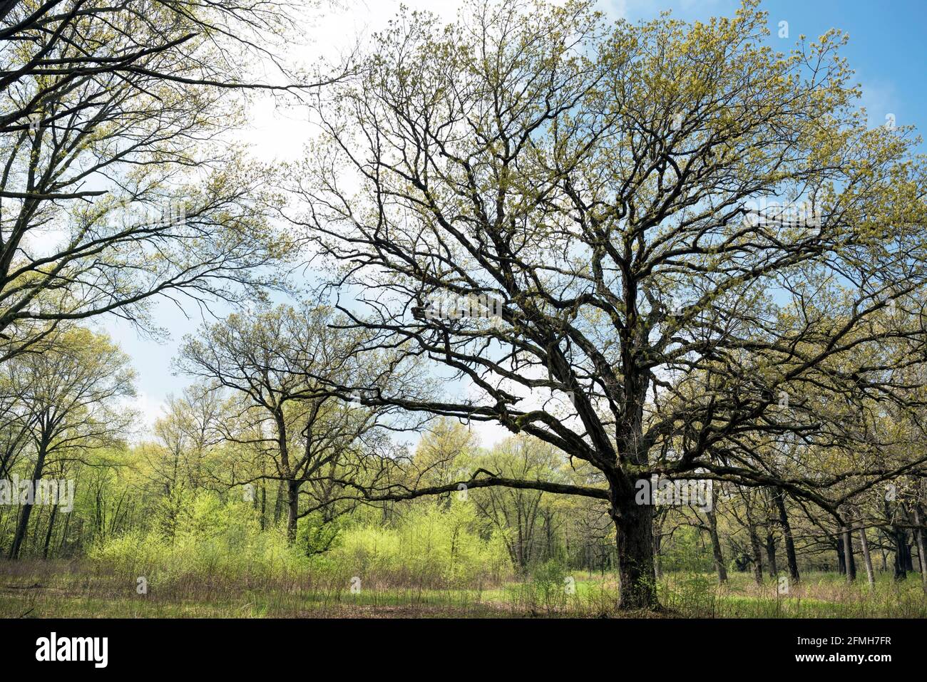 Northern hardwood tree hi-res stock photography and images - Alamy