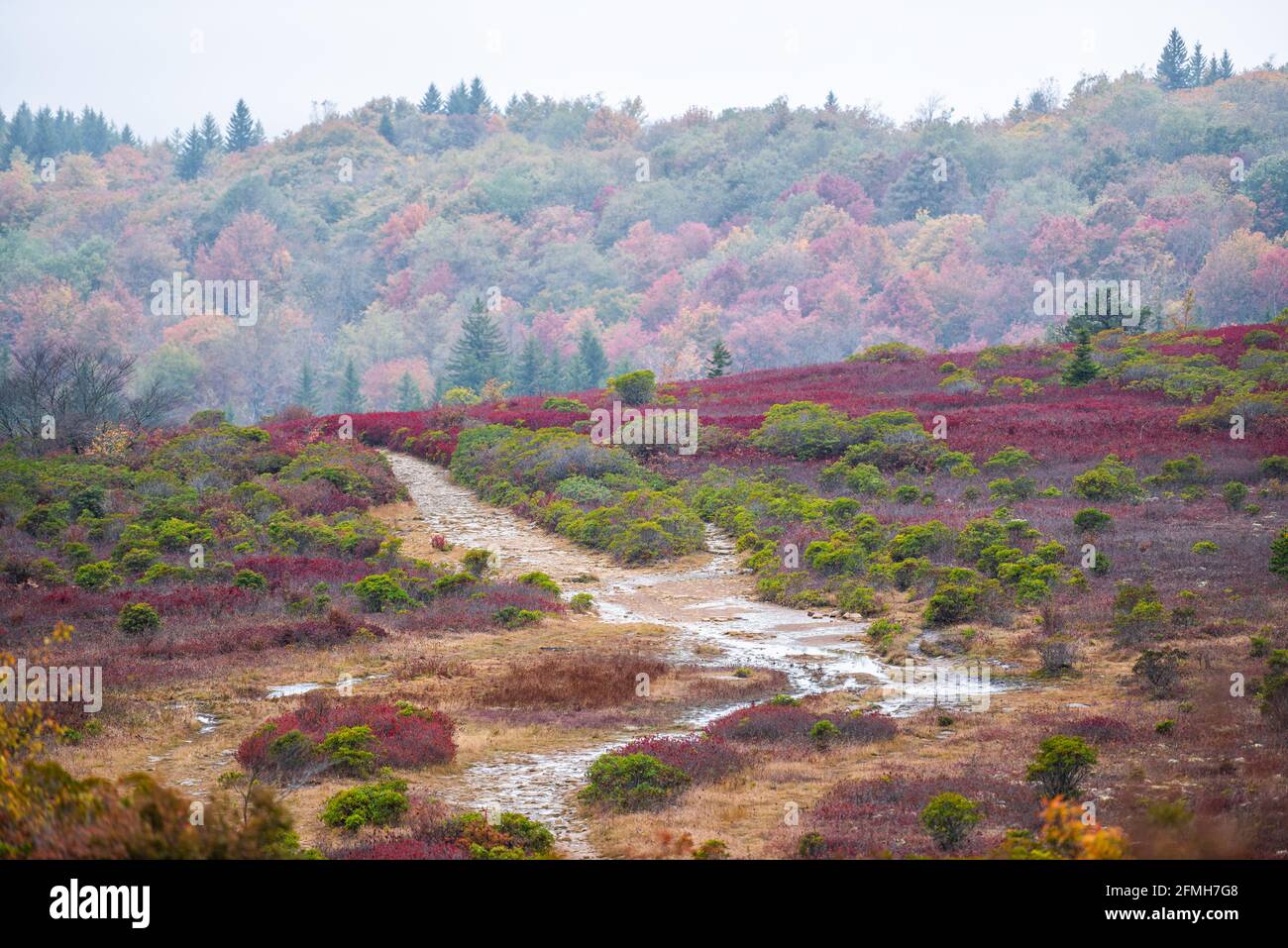 Colorful red huckleberry bushes foliage in fall autumn with puddles bog ...