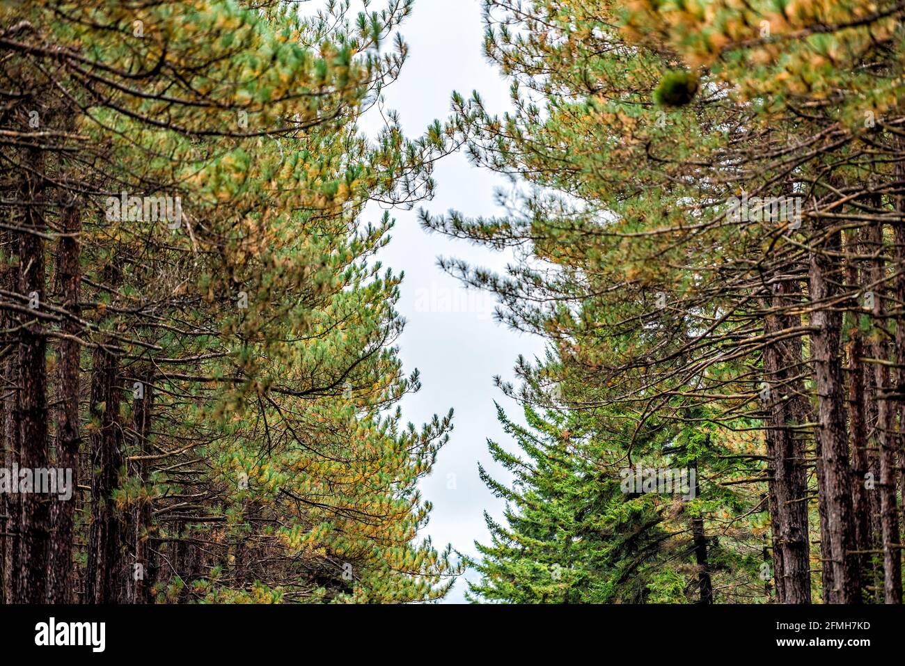 Dolly trees hi-res stock photography and images - Alamy