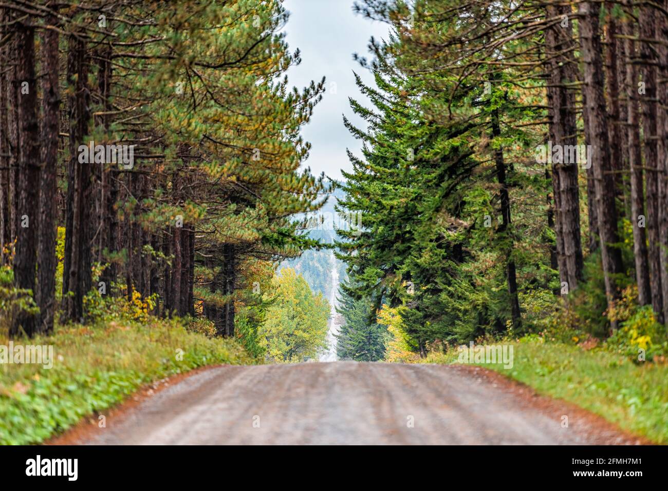 Dolly trees hi-res stock photography and images - Alamy